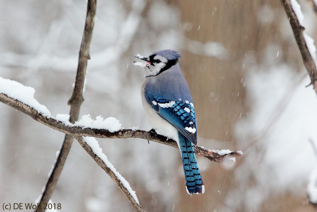 The Blue Jay Legend | Hati and Skoll Gallery